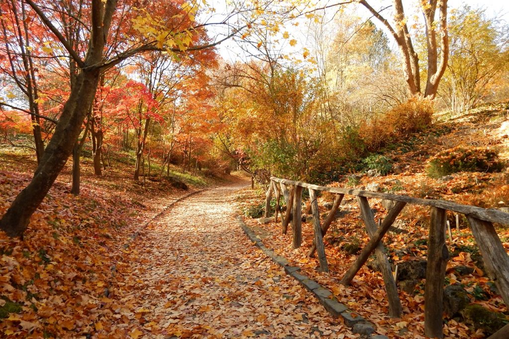 Vácrátóti Botanikus Kert - Őszi Magyarország legnagyobb botanikus ...