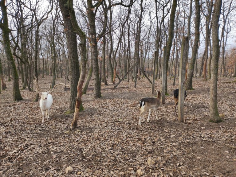 7 állatkert Budapest környékén, ha vidám programot keresel - Csodahelyek.hu