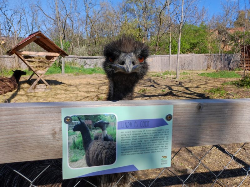 7 állatkert Budapest környékén, ha vidám programot keresel - Csodahelyek.hu